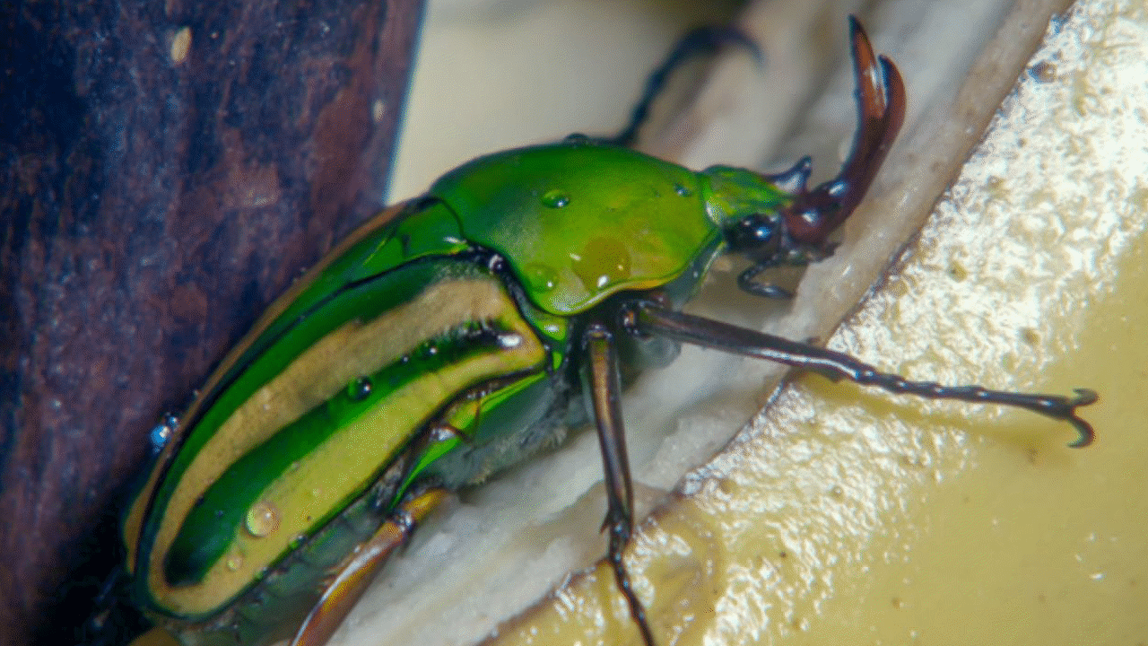 Aneeshwar and Lizzie Go Wild - Airs 3:10 PM 18 Mar 2025 on Cbeebies HD ...