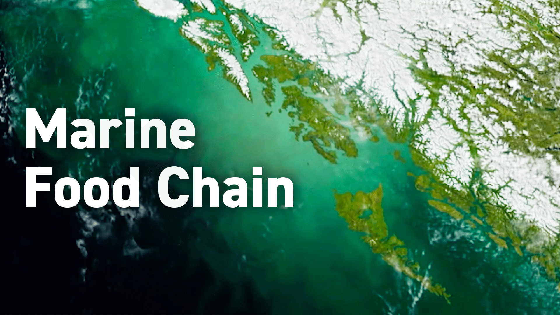 Oceanic Food Chain Video & Resources | ClickView