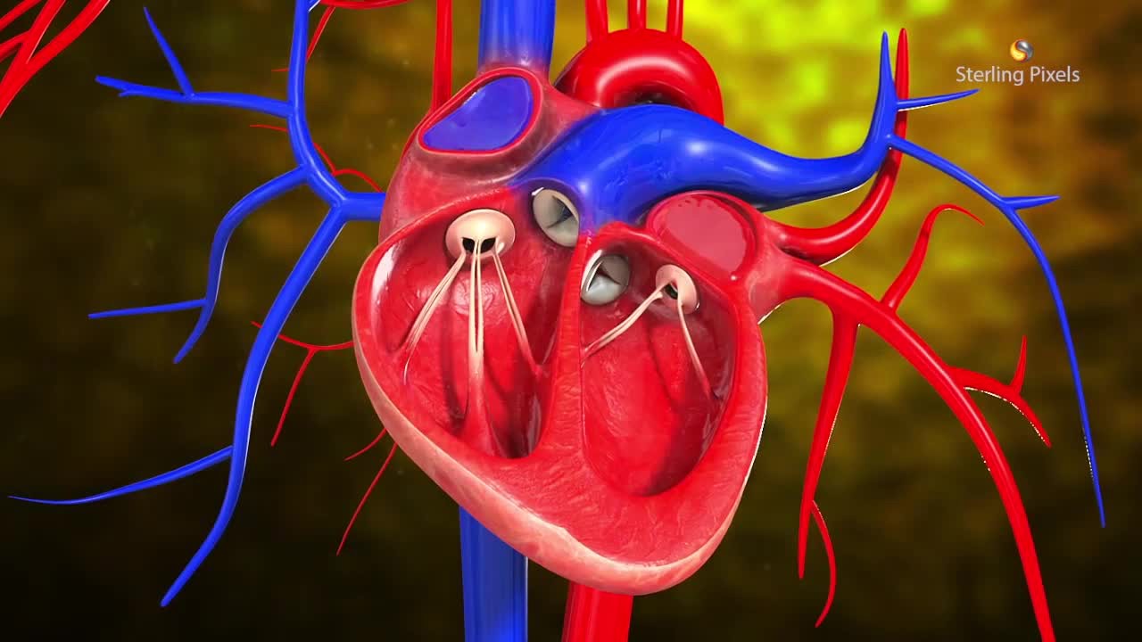 The Cardiac Cycle Video & Resources | ClickView