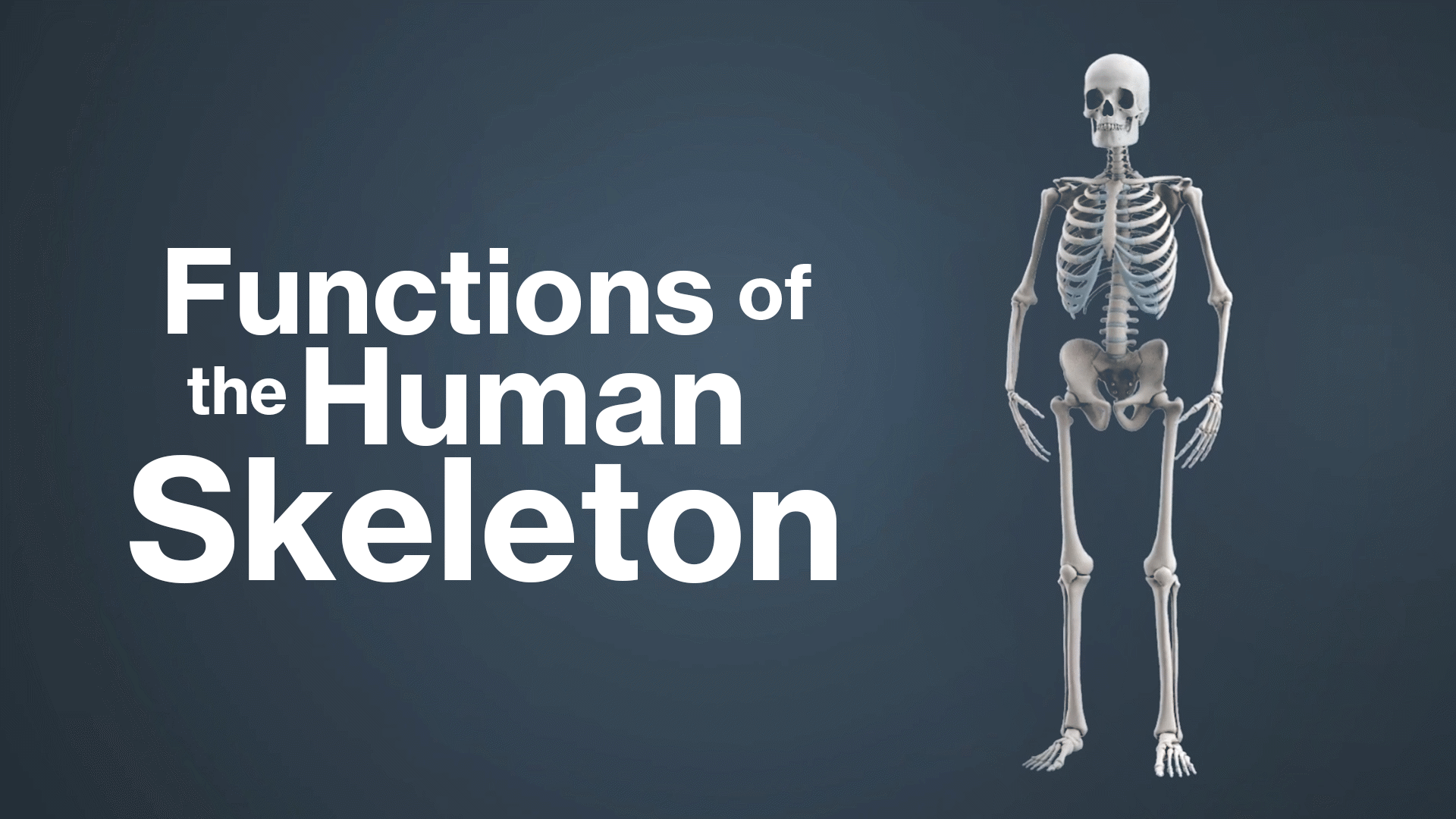 Functions of the Human Skeleton Video & Resources | ClickView