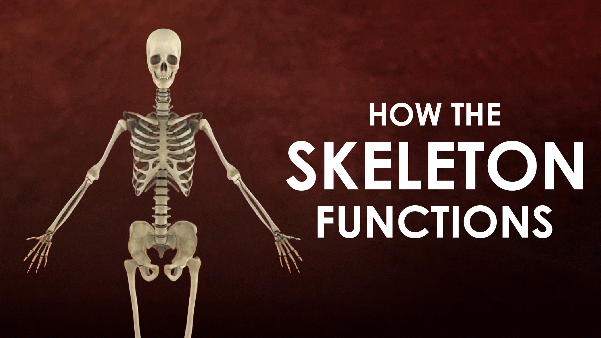 The Musculoskeletal System | ClickView