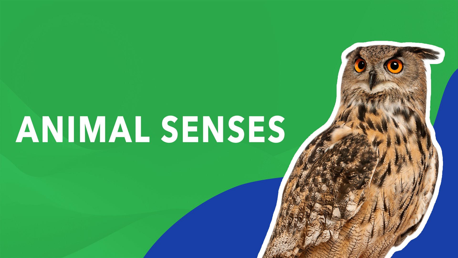 Animal Senses Recording | Streamable Learning