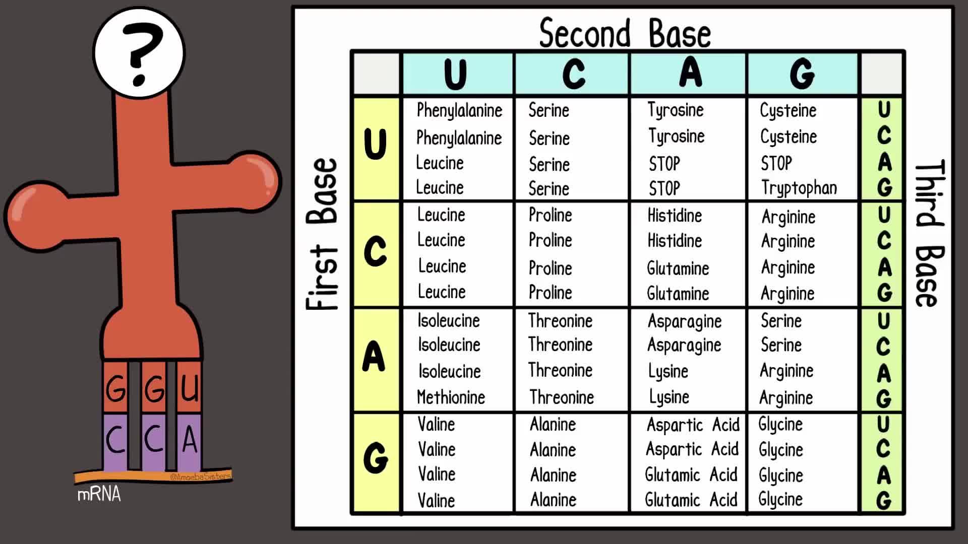 How to Read a Codon Chart Video & Resources | ClickView