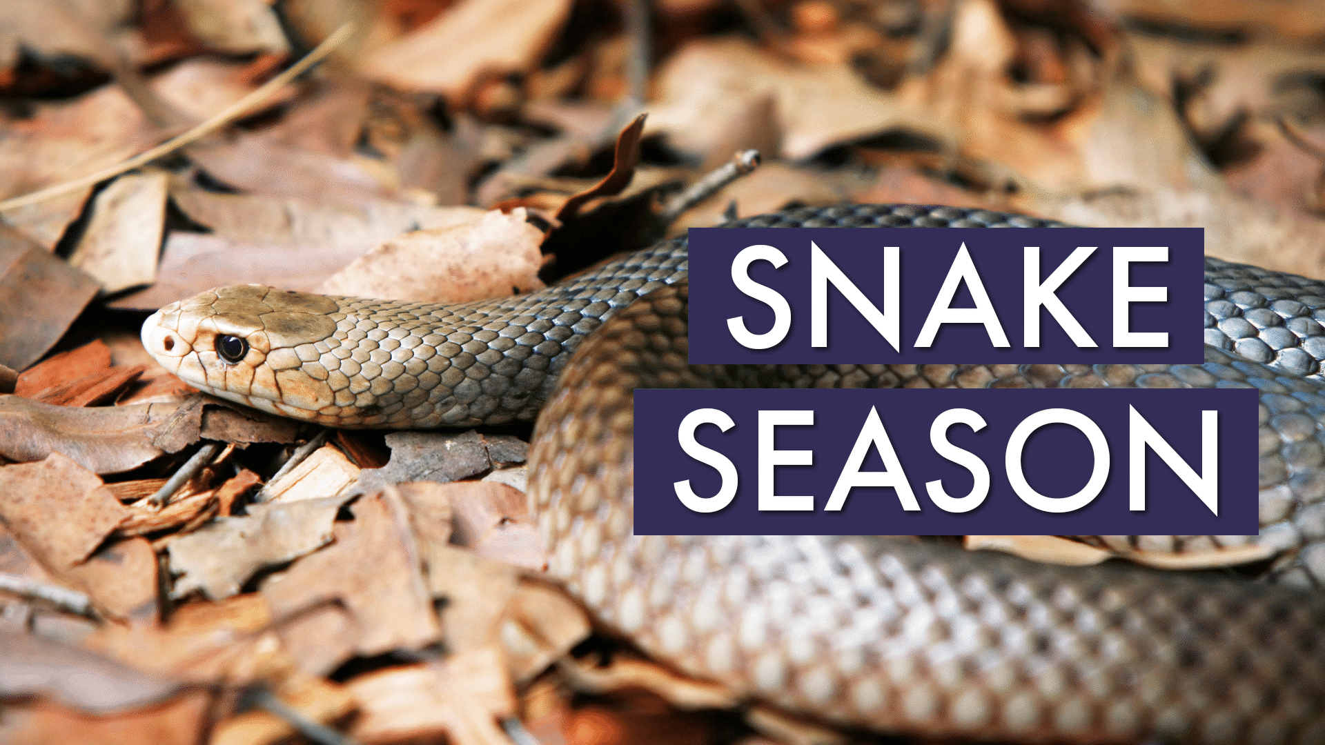 Snake Season Video & Resources | ClickView