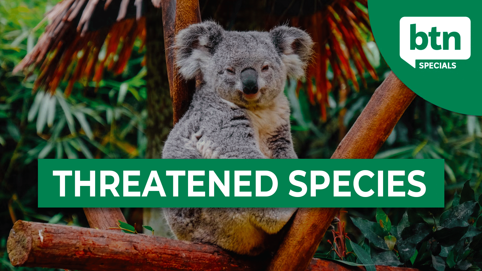 Threatened Species Video & Resources | ClickView