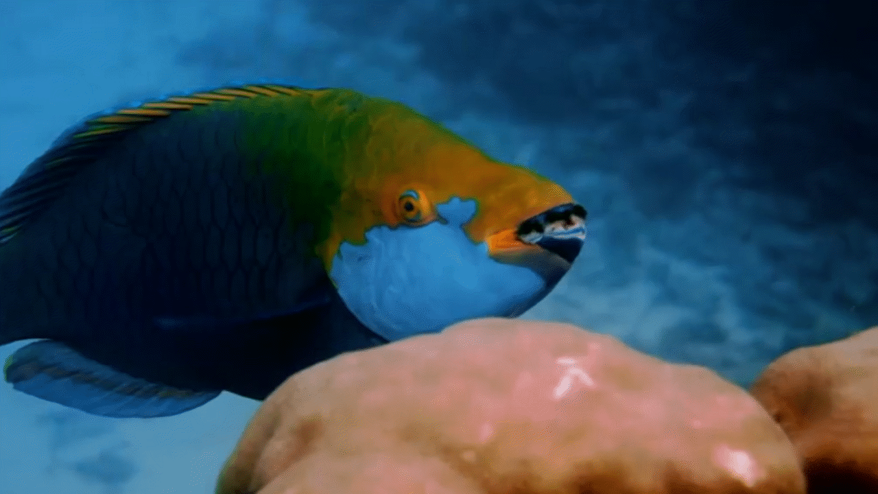 Spooky Fish Video & Resources | ClickView