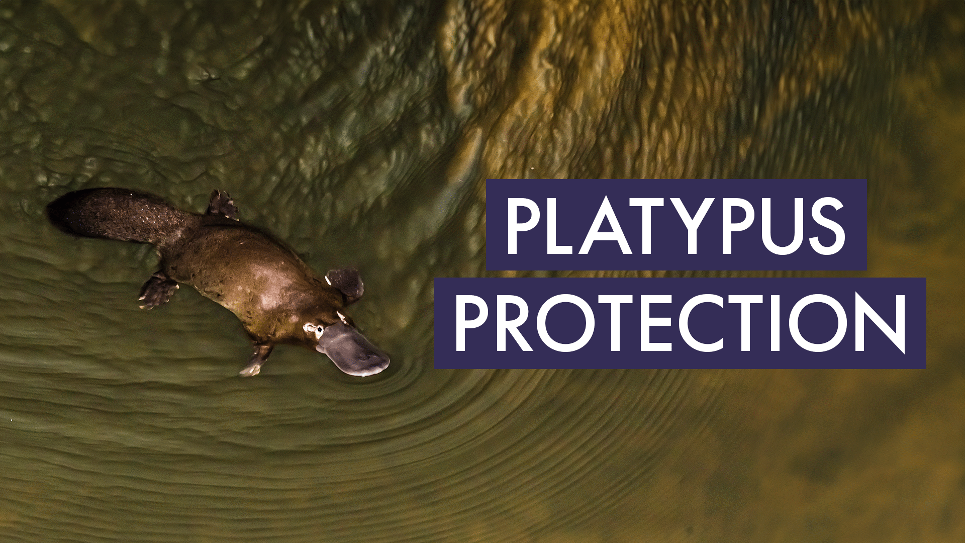 Platypus Protection Video & Resources | ClickView