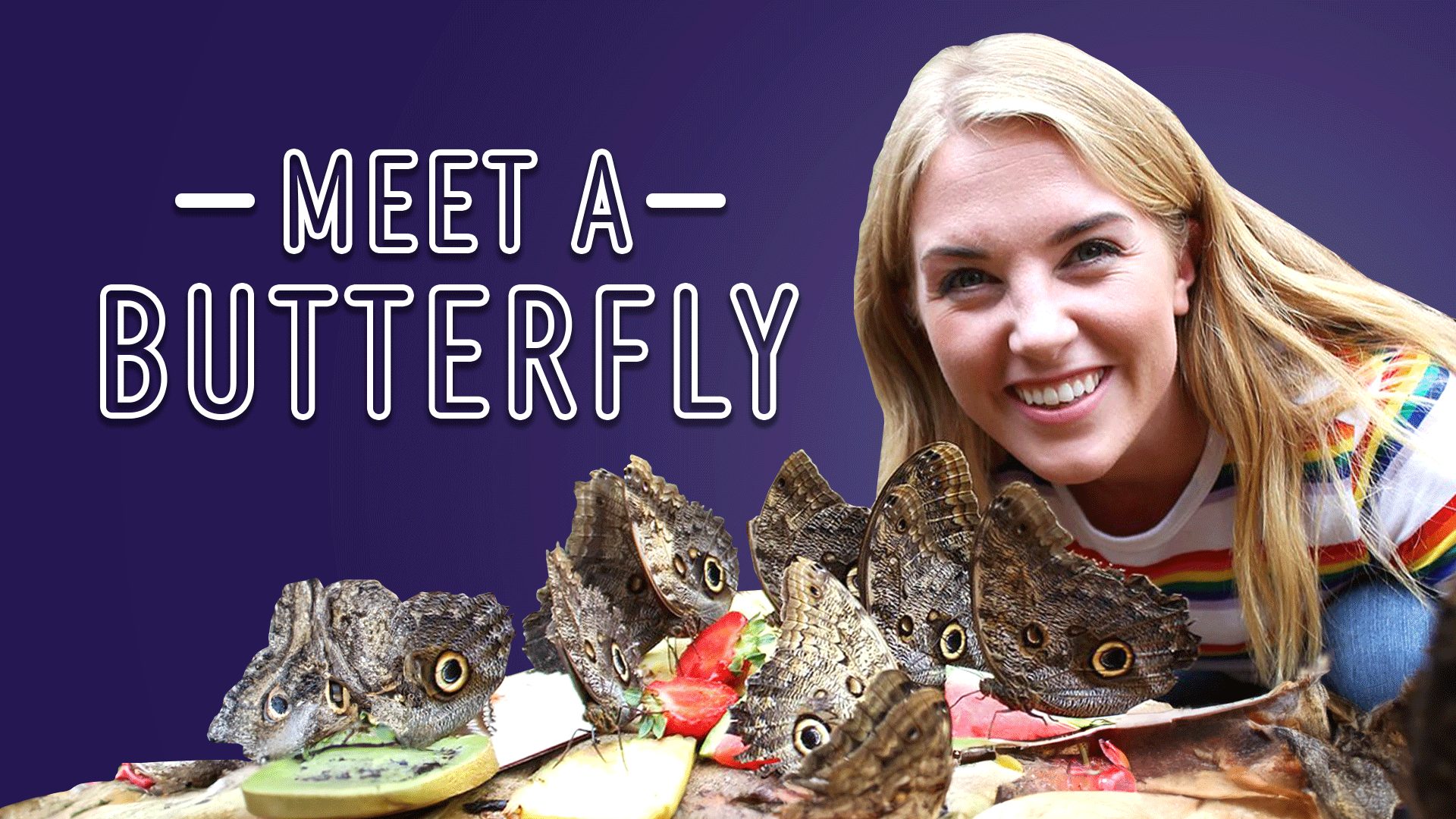 Butterfly Video & Resources | ClickView