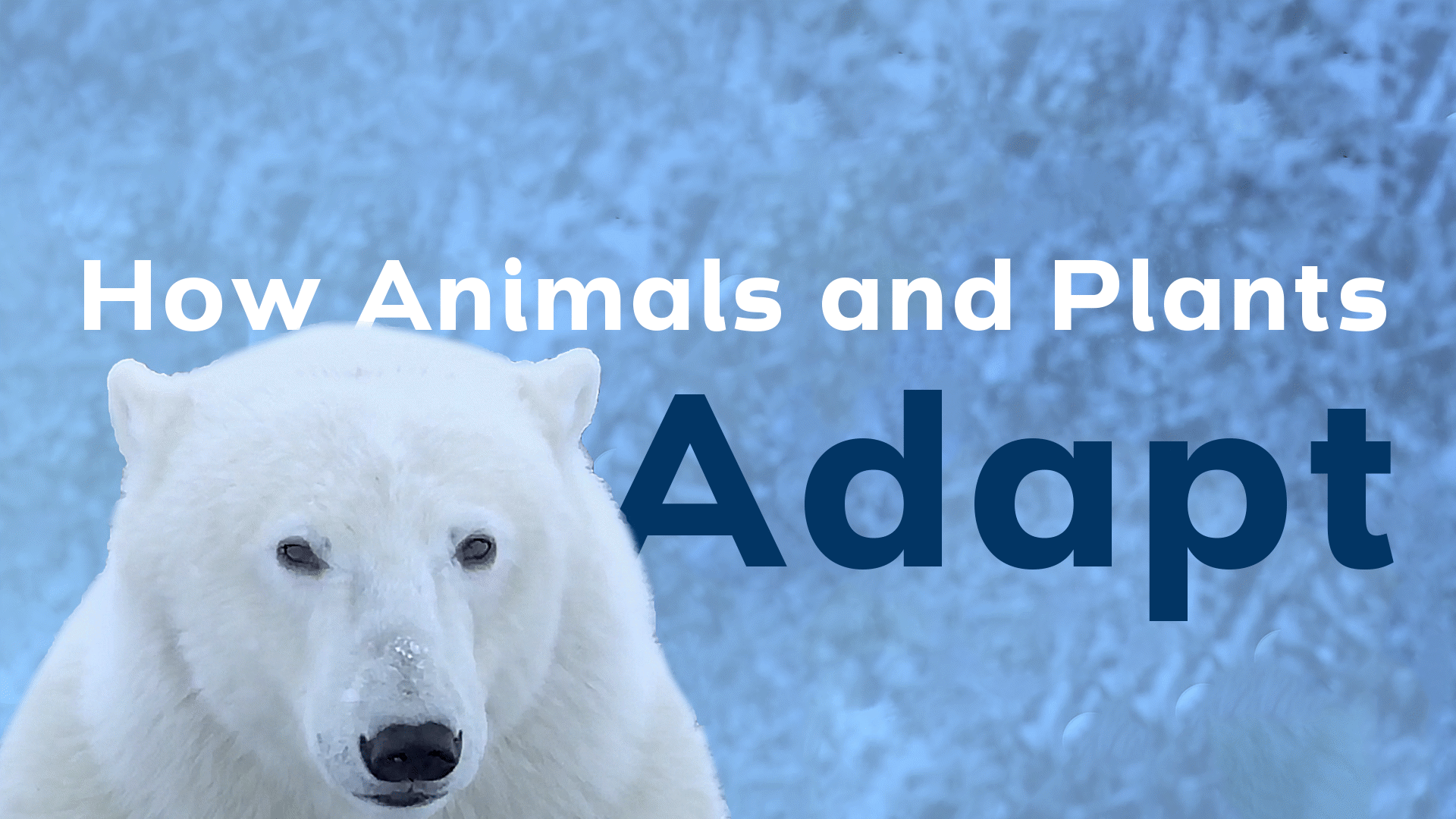 Adaptations Videos, Resources & Worksheets | ClickView