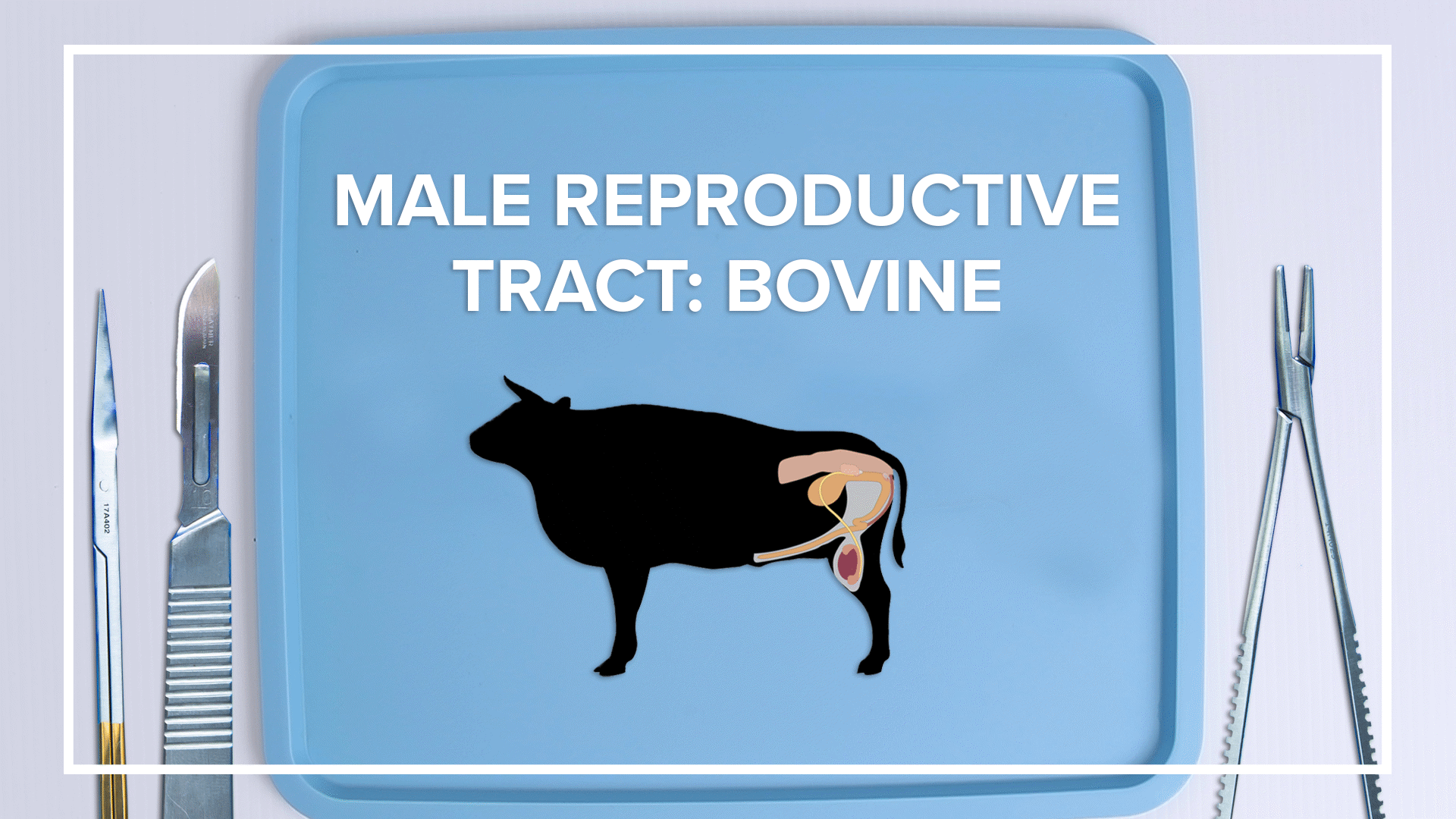 Male Reproductive Tract: Bovine Video & Resources | ClickView