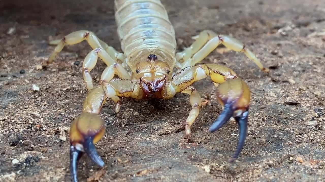 Flinder Ranges Scorpion - Australian Zoologis... - ClickView