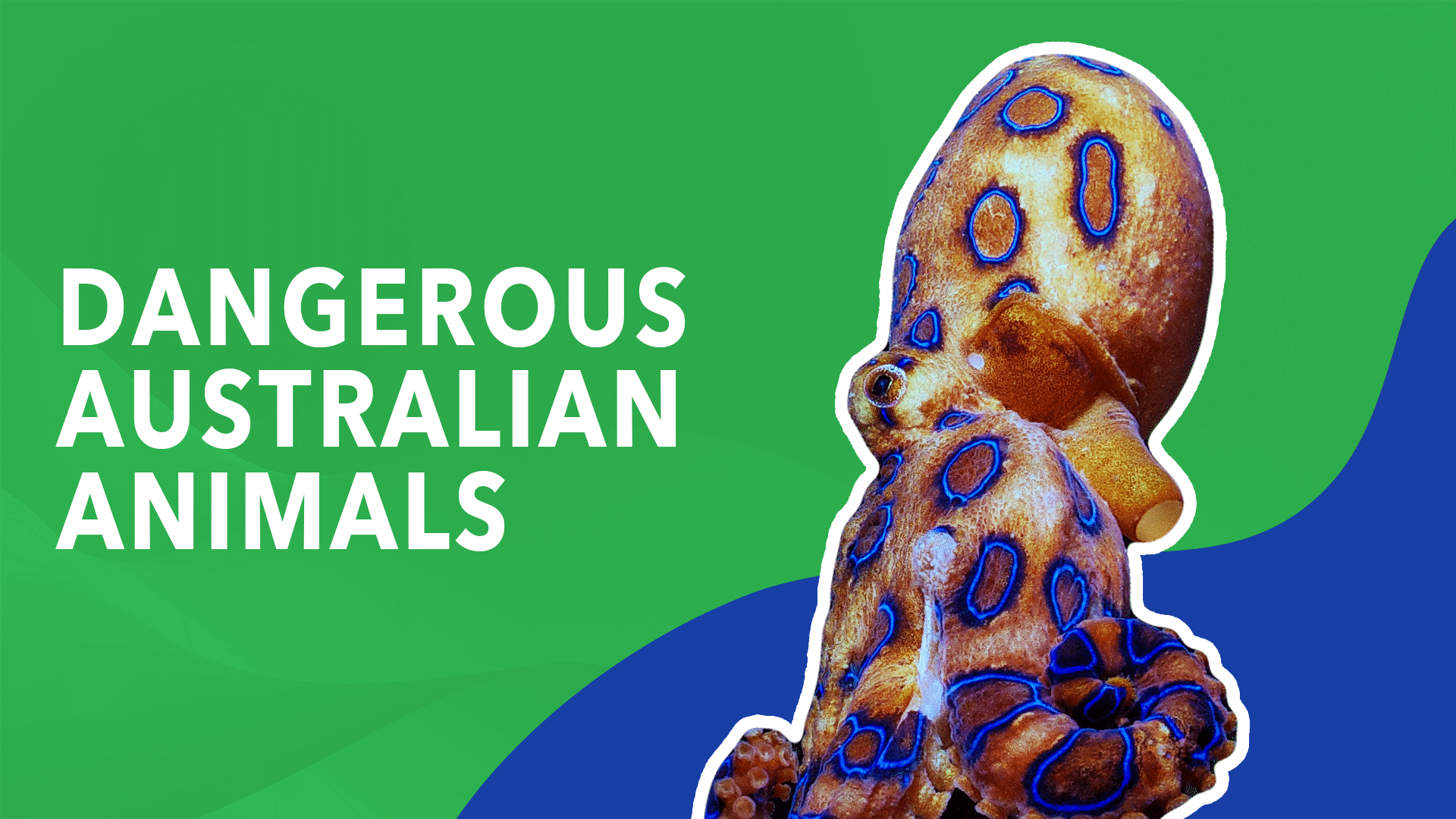 Australian Environmental Education presents Dangerous Australian ...