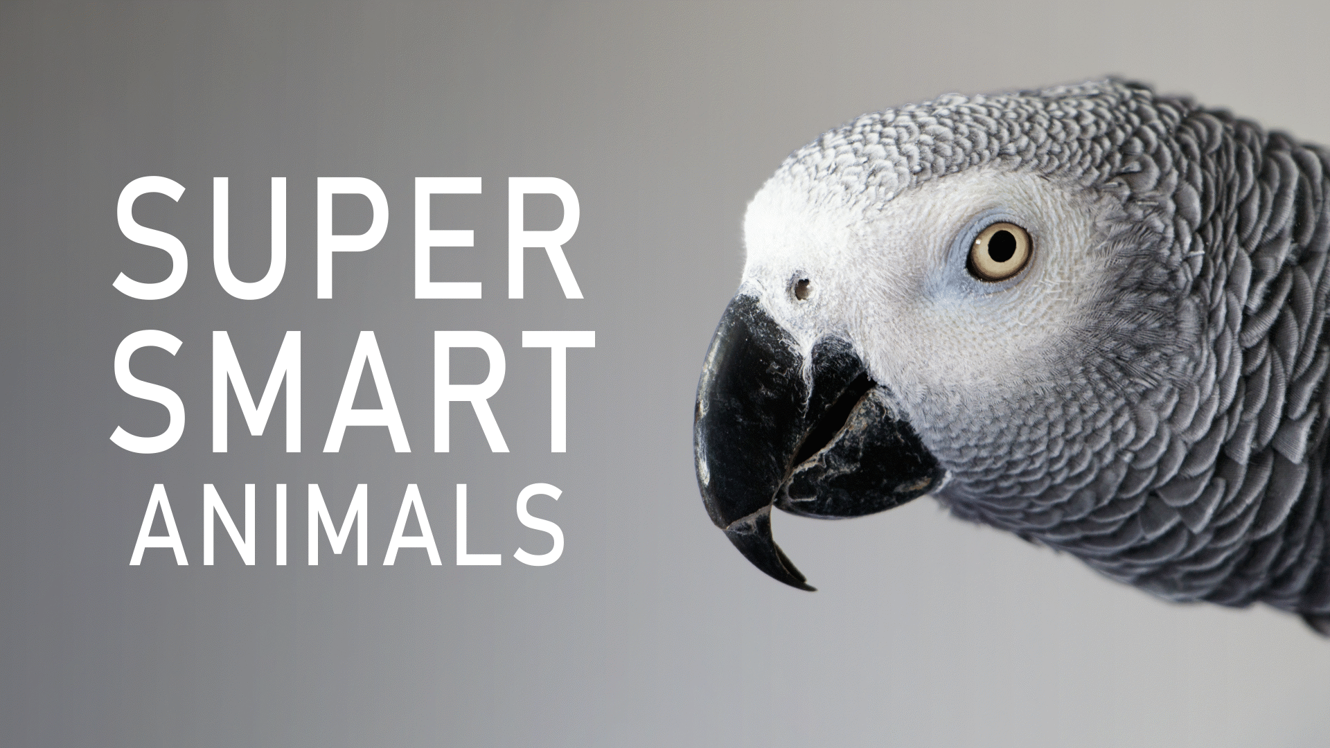 Super Smart Animals Videos & Resources | ClickView