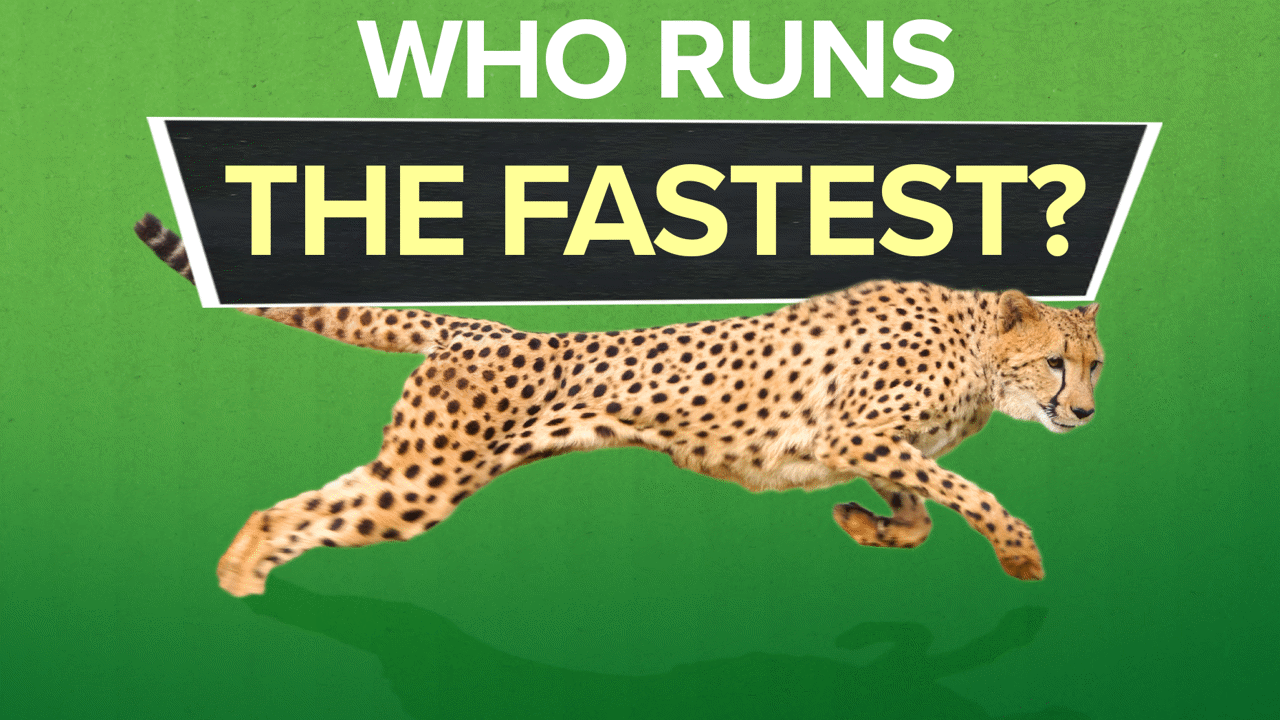 Cheetahs: The Fastest Runners in the World | ClickView