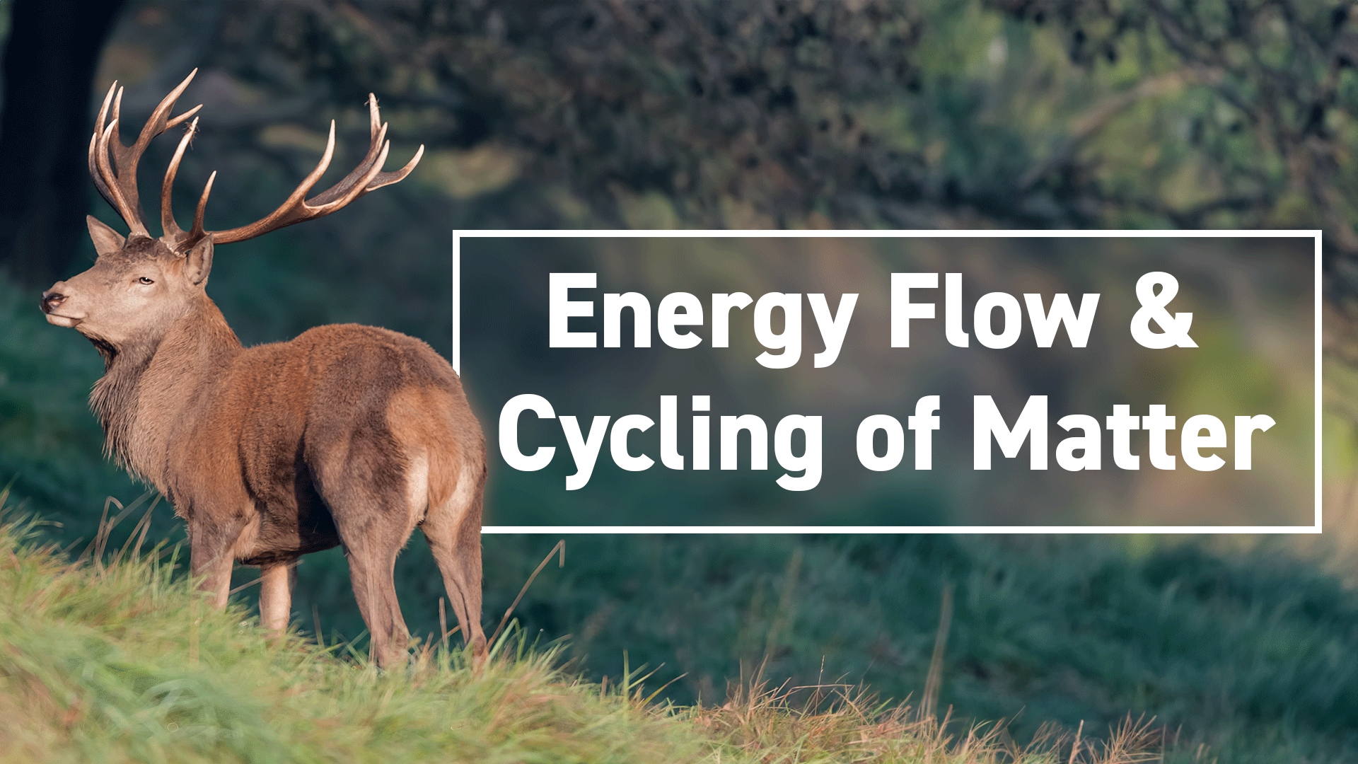 Environmental Systems Videos & Worksheets | ClickView