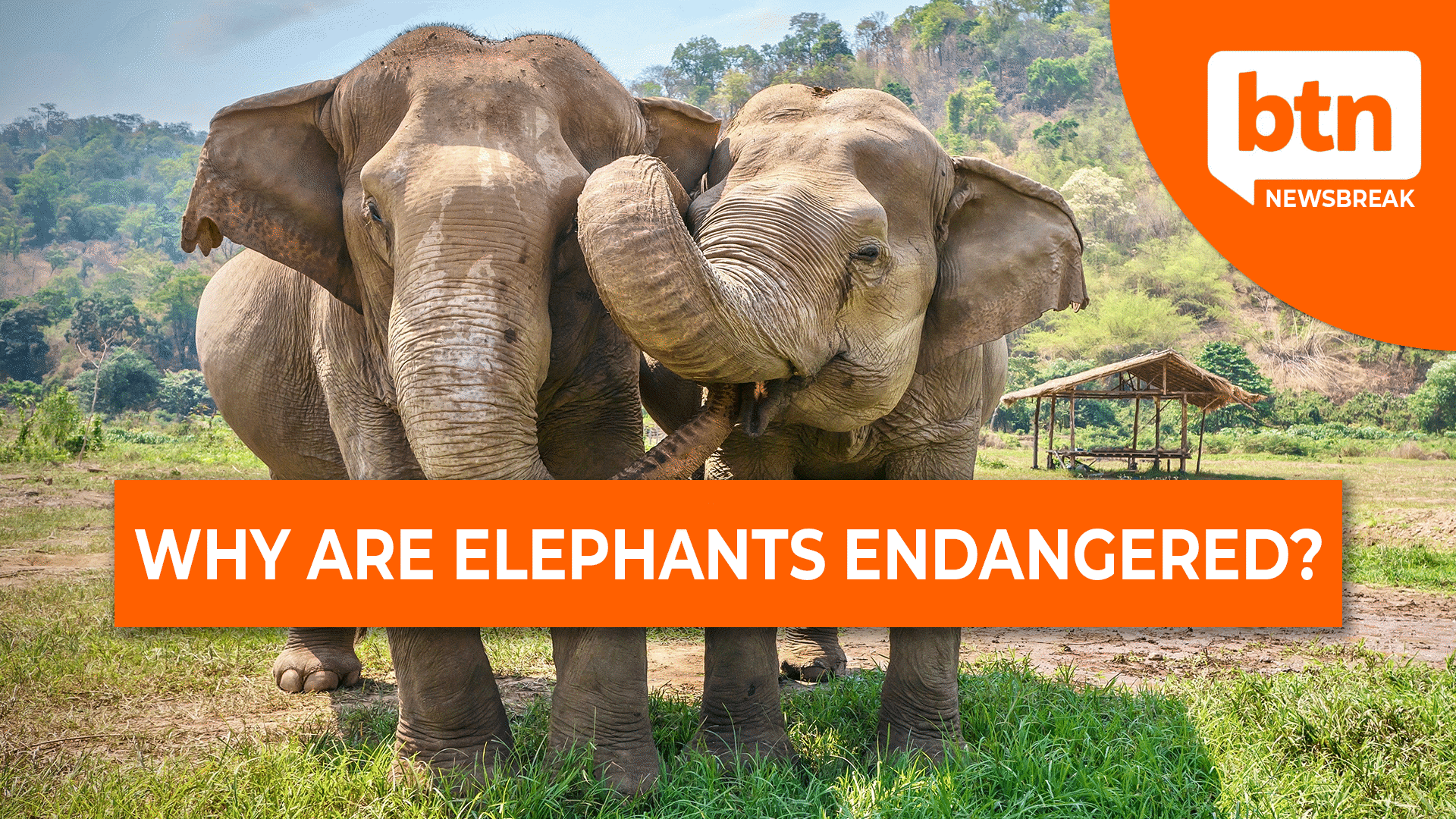 Elephants Endangered Video & Resources | ClickView