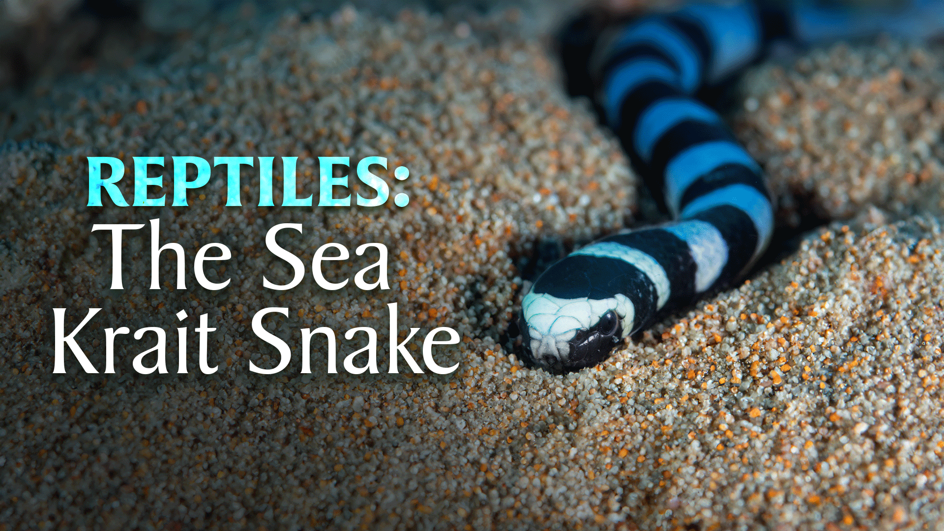 Life: Creatures of the Deep (Clips) | ClickView