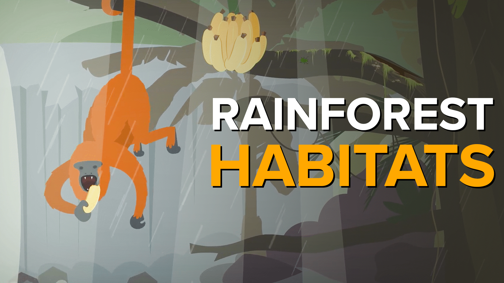 What Is a Rainforest Habitat? Video & Resources | ClickView