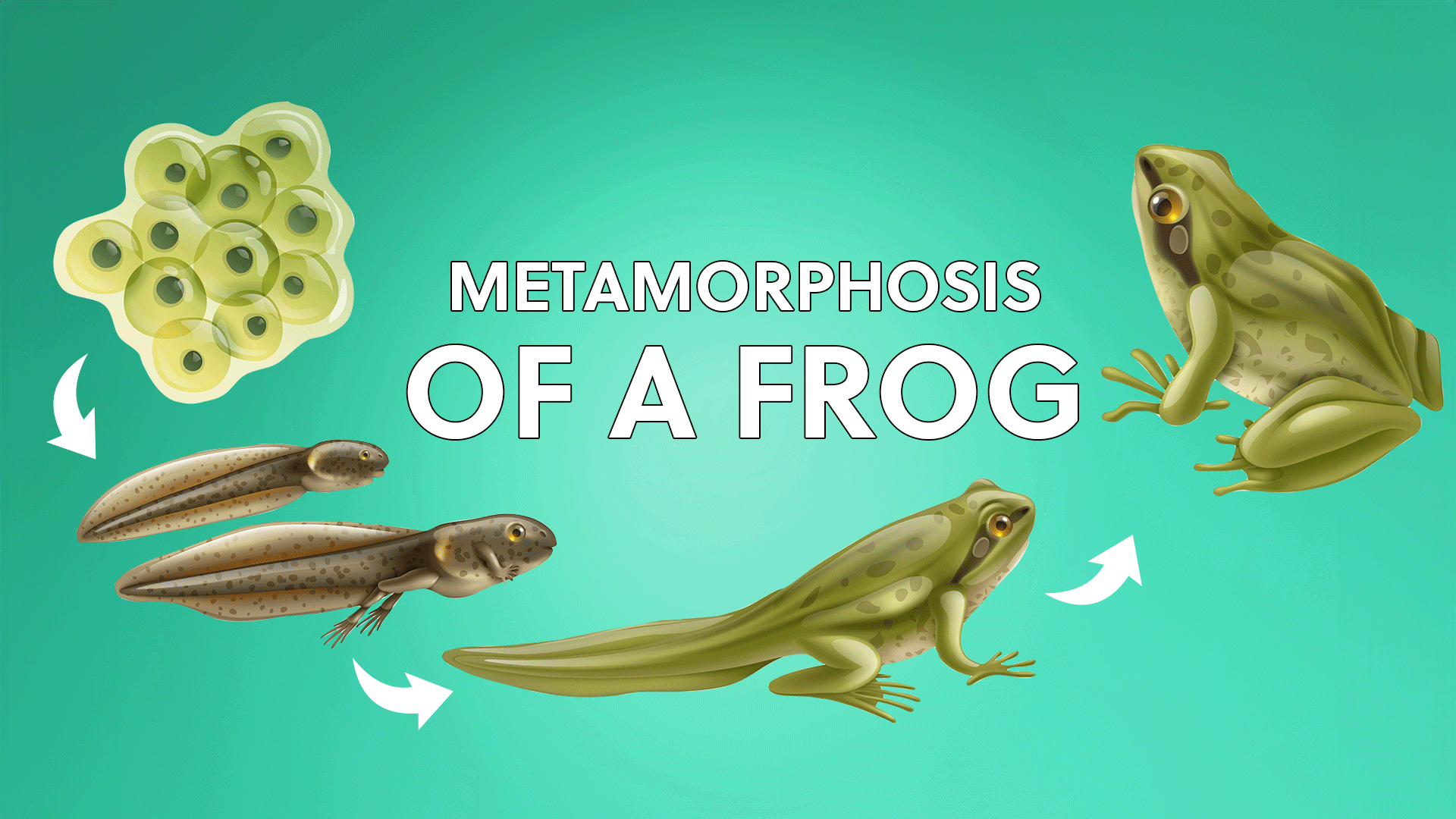 Metamorphosis of a Frog Video & Resources | ClickView