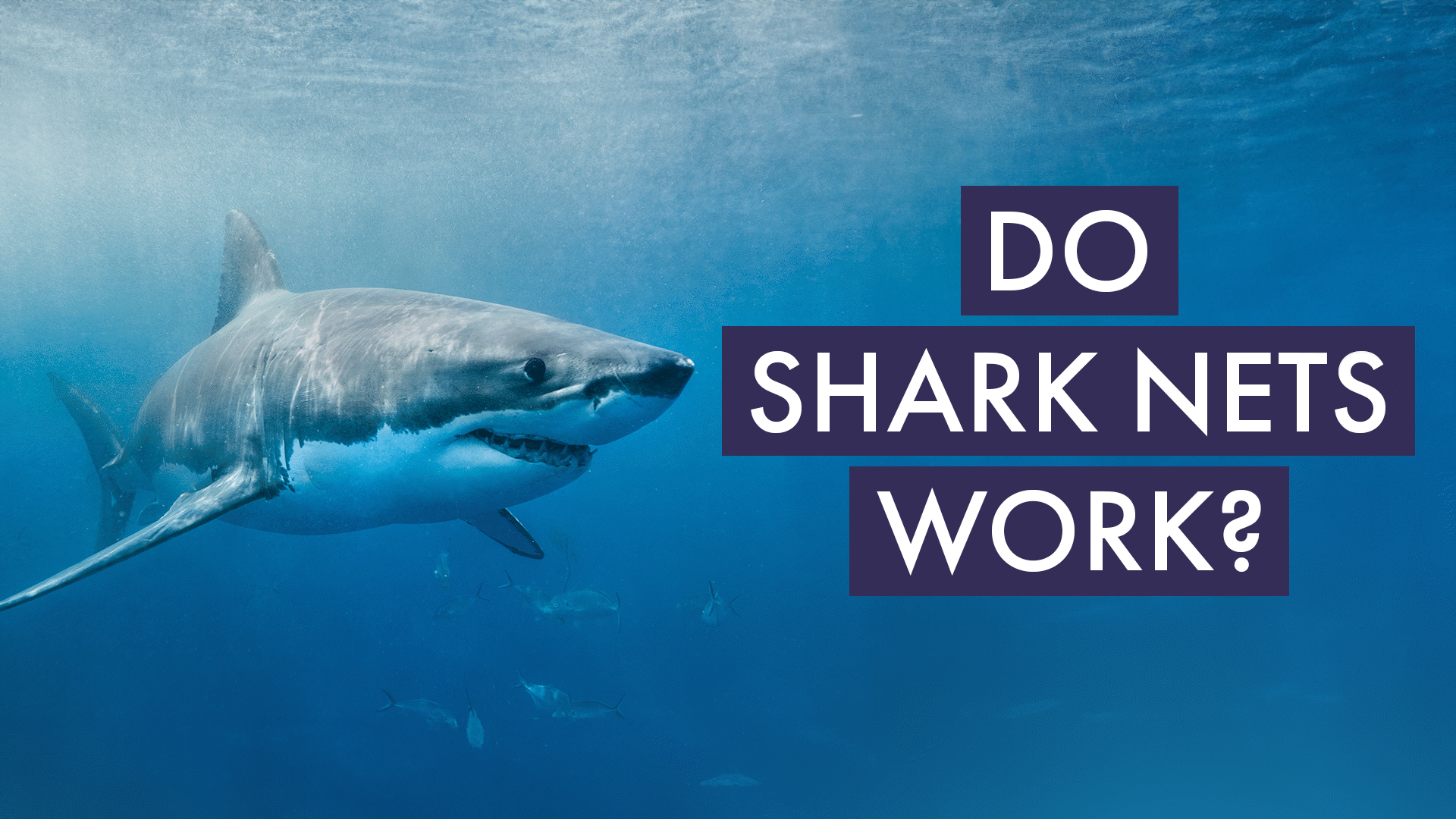 Shark Cull Debate Video & Resources | ClickView