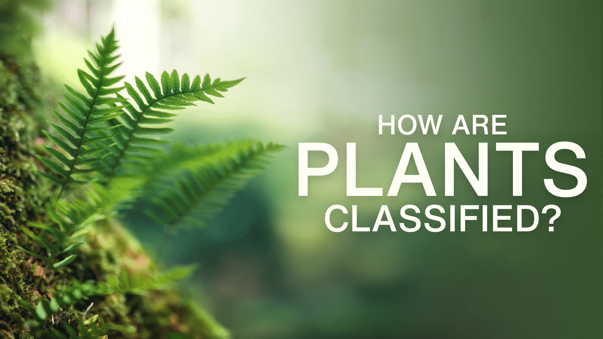 Getting to Know Plants Videos & Resources | ClickView