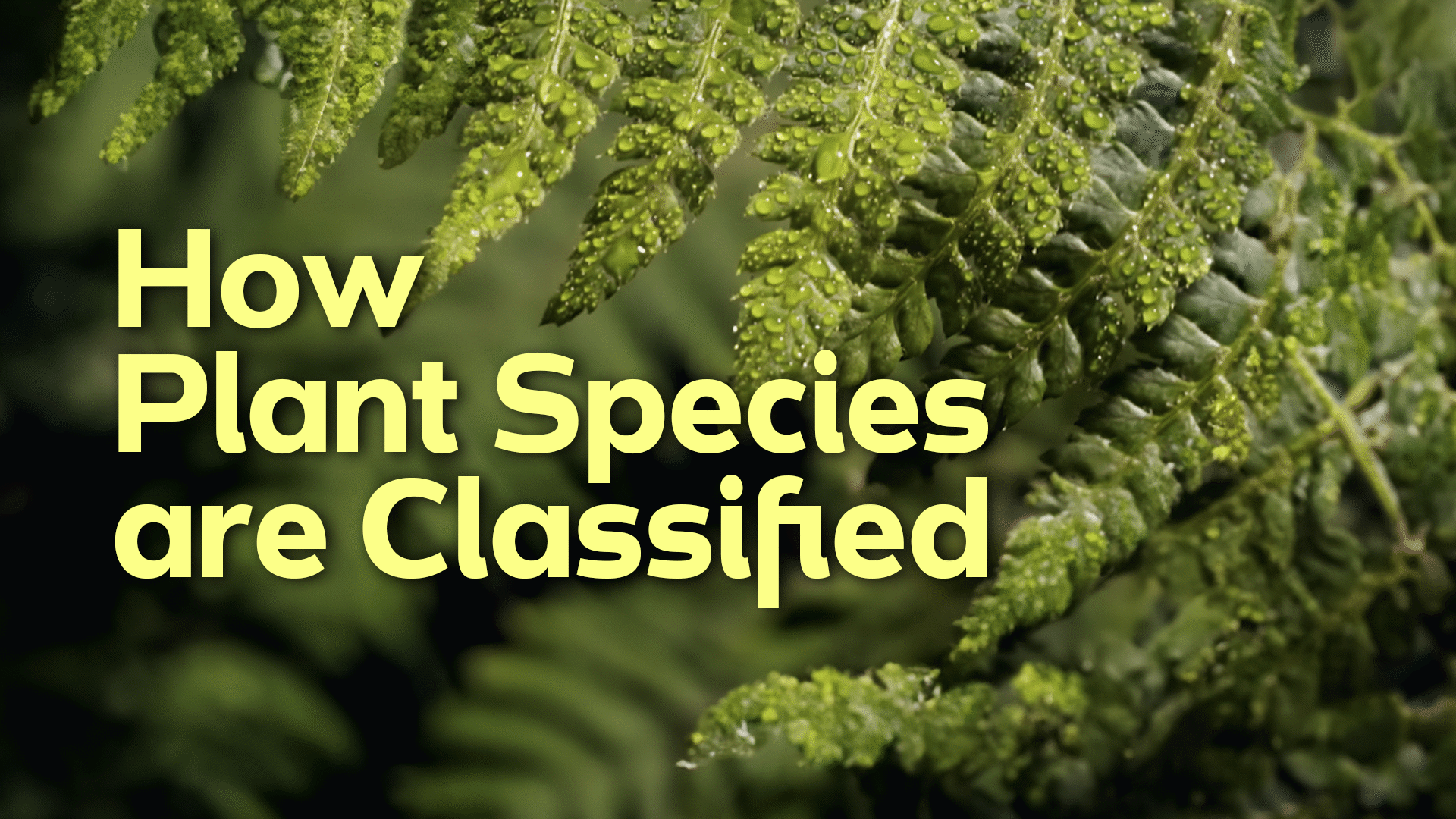 Plant Classification Video & Resources | ClickView