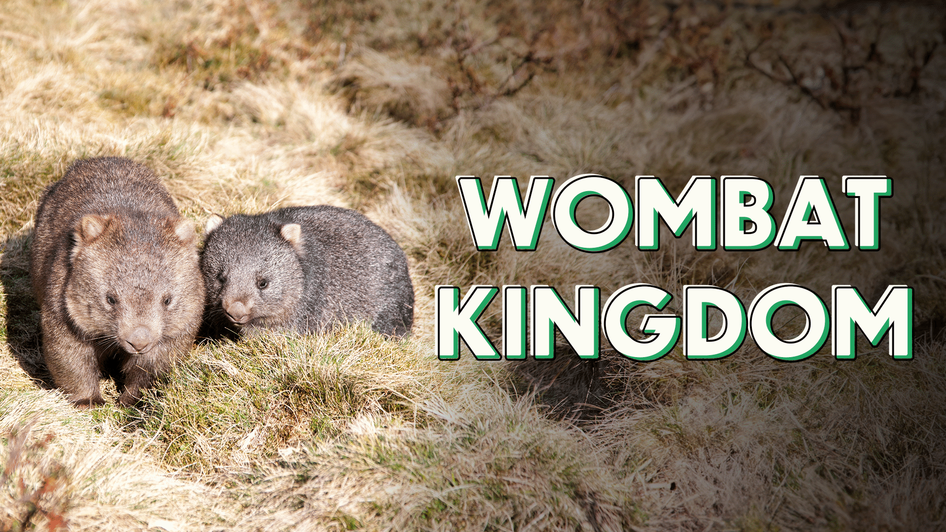 Wombat Kingdom Video & Resources | ClickView