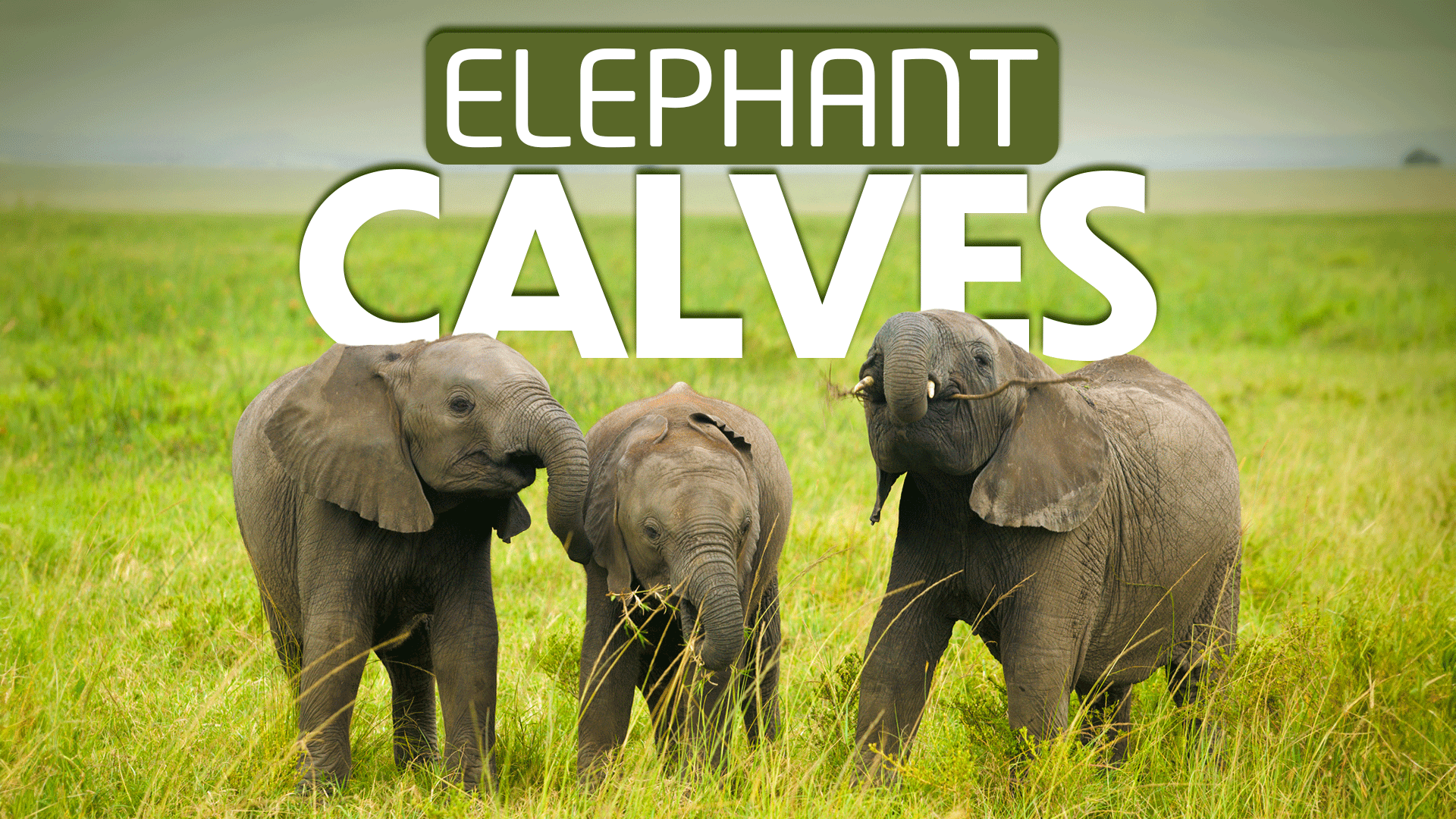 World Elephant Day Videos, Resources & Worksheets | ClickView