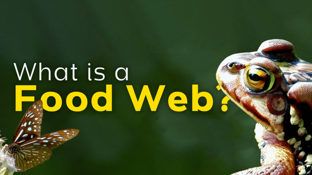 Living Things in Their Environments: Food Webs | ClickView Living Things in Their Environments: Food Webs | ClickView