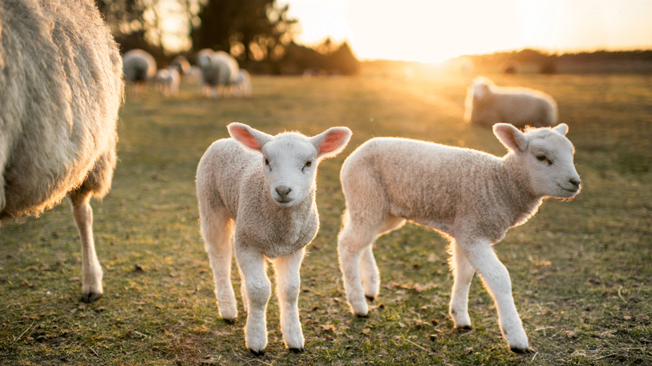 Springtime on the Farm - Airs 8:00 PM 15 Apr 2024 on Channel 5 HD ...