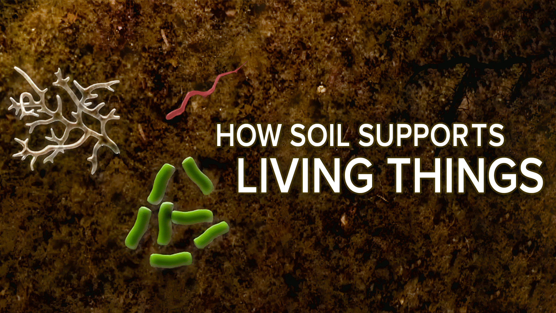 Interdependence between Living and Non - Living Things in Soil | ClickView
