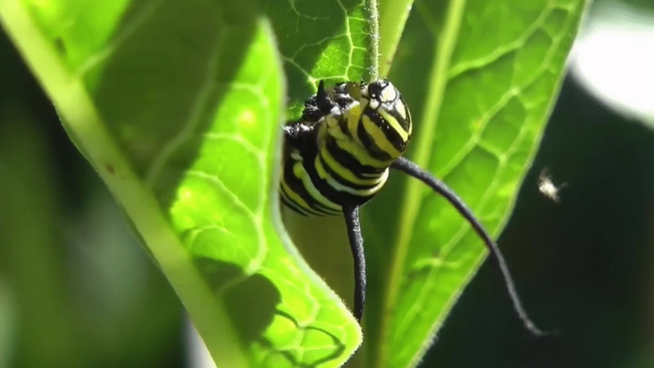 The Life Cycle of the Cockroach and the Butterfly | ClickView
