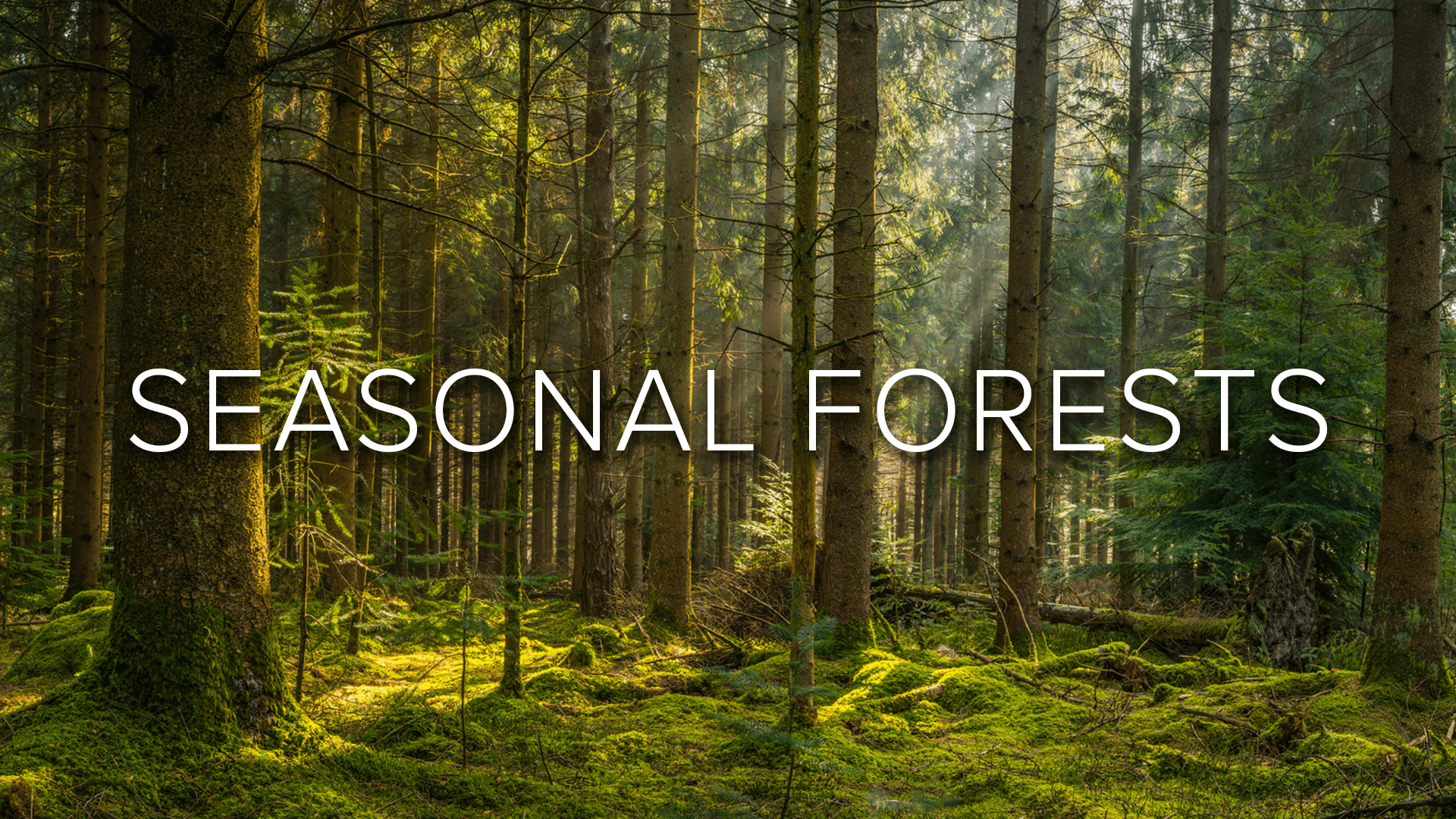 The Forest in Seasons Video & Resources | ClickView