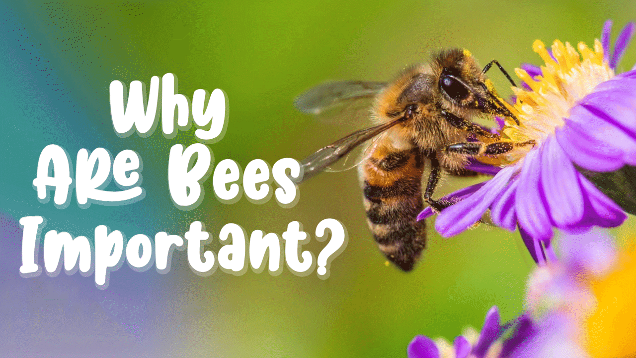 Why Are Bees Important? Video & Resources | ClickView