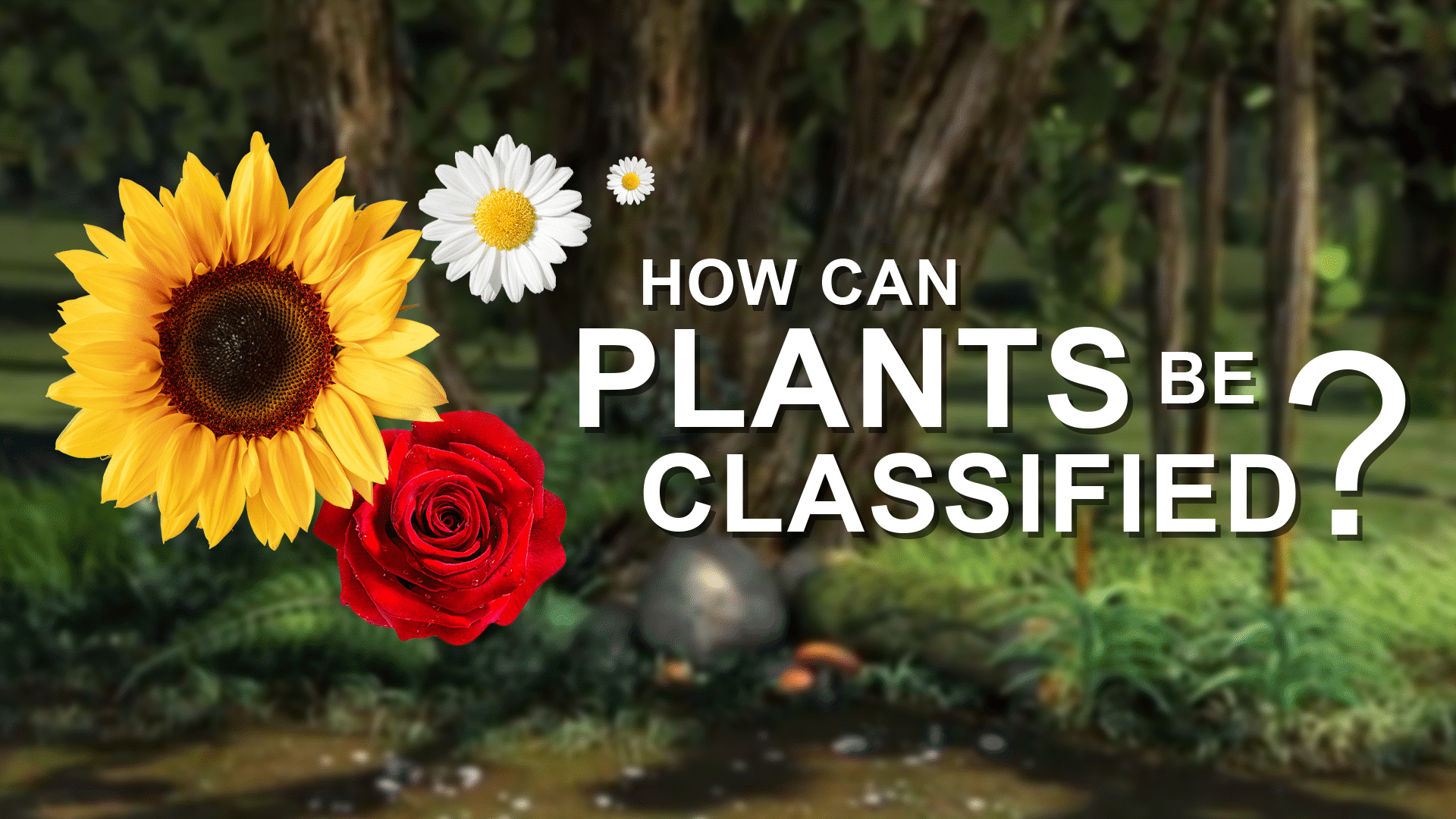 Getting to Know Plants Videos & Resources | ClickView