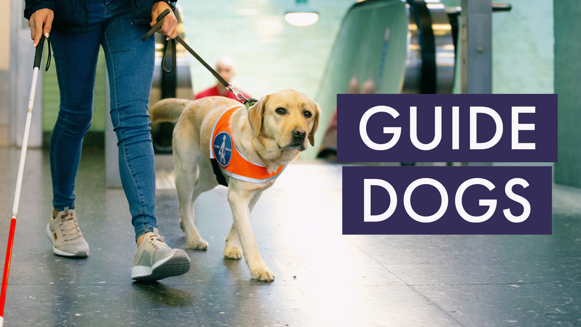 Guide Dogs Video & Resources | ClickView