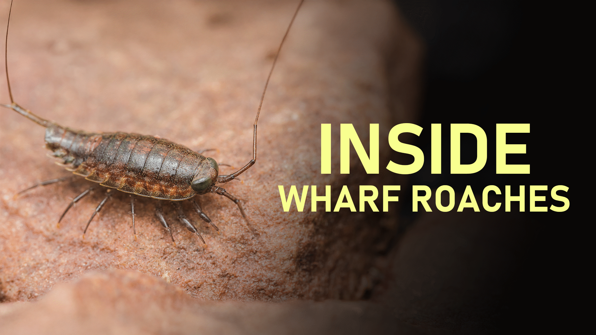 Wharf Roach Video & Resources | ClickView