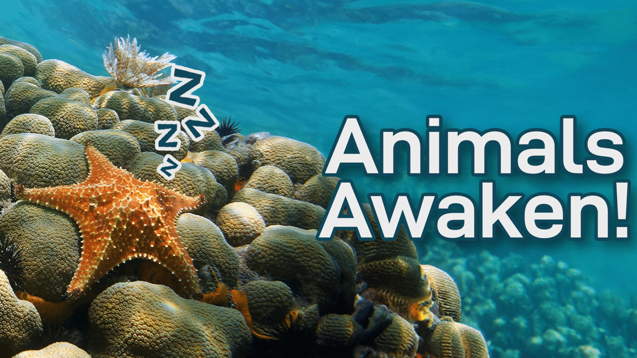 Blue Planet II: Green Seas (Clips) | ClickView