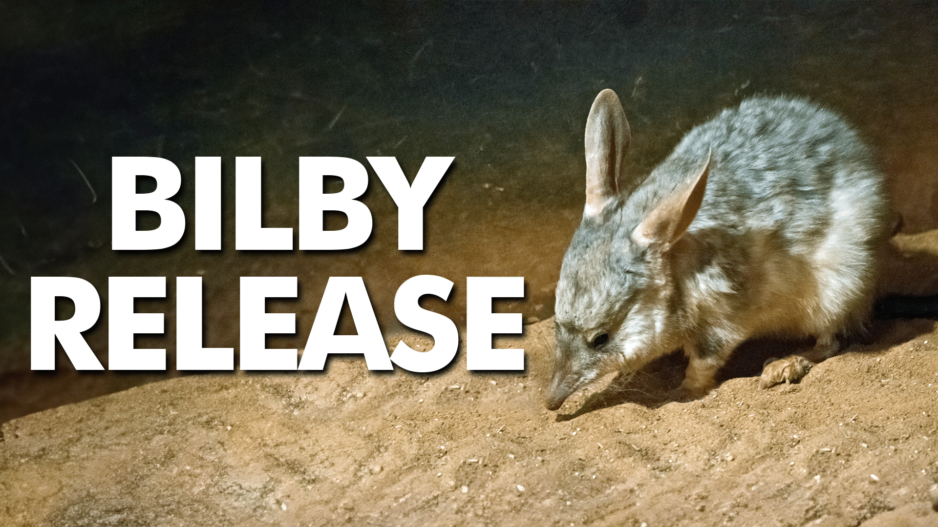 Bilby Release Video & Resources | ClickView