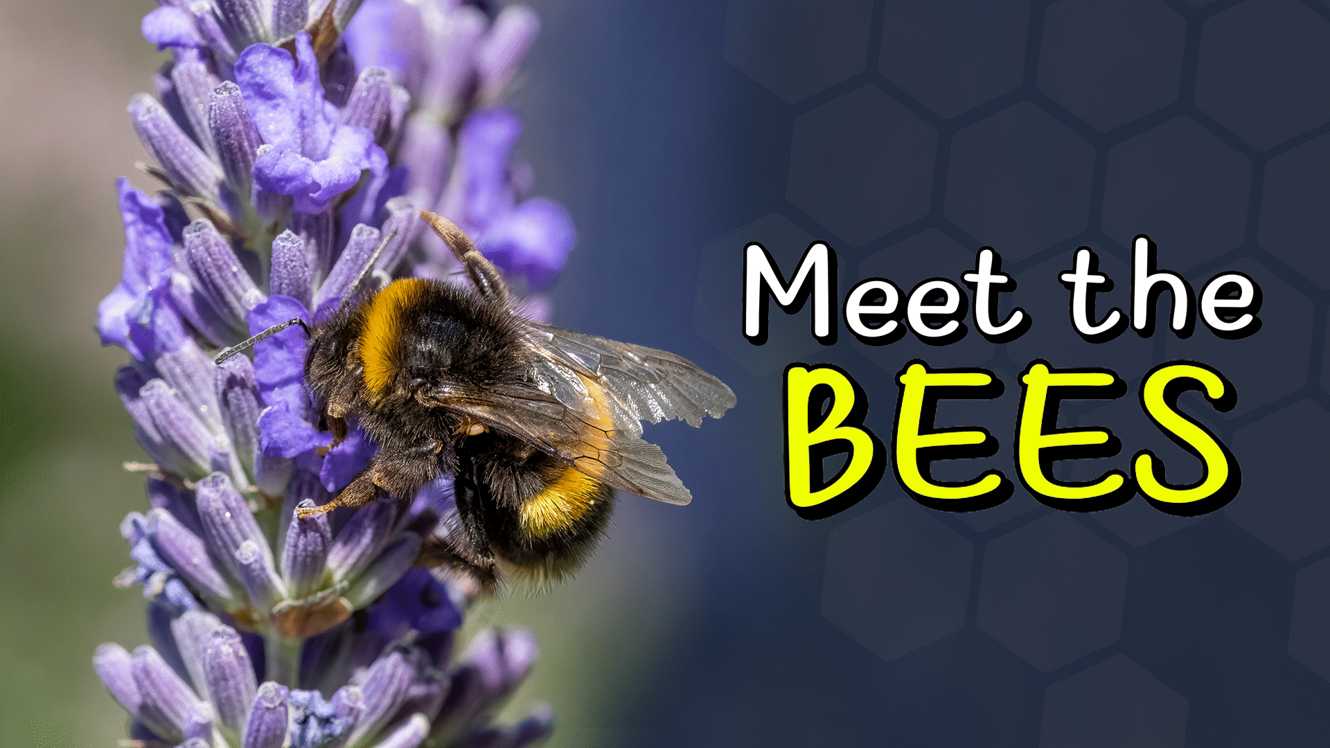 Meet the Bees Video & Resources | ClickView