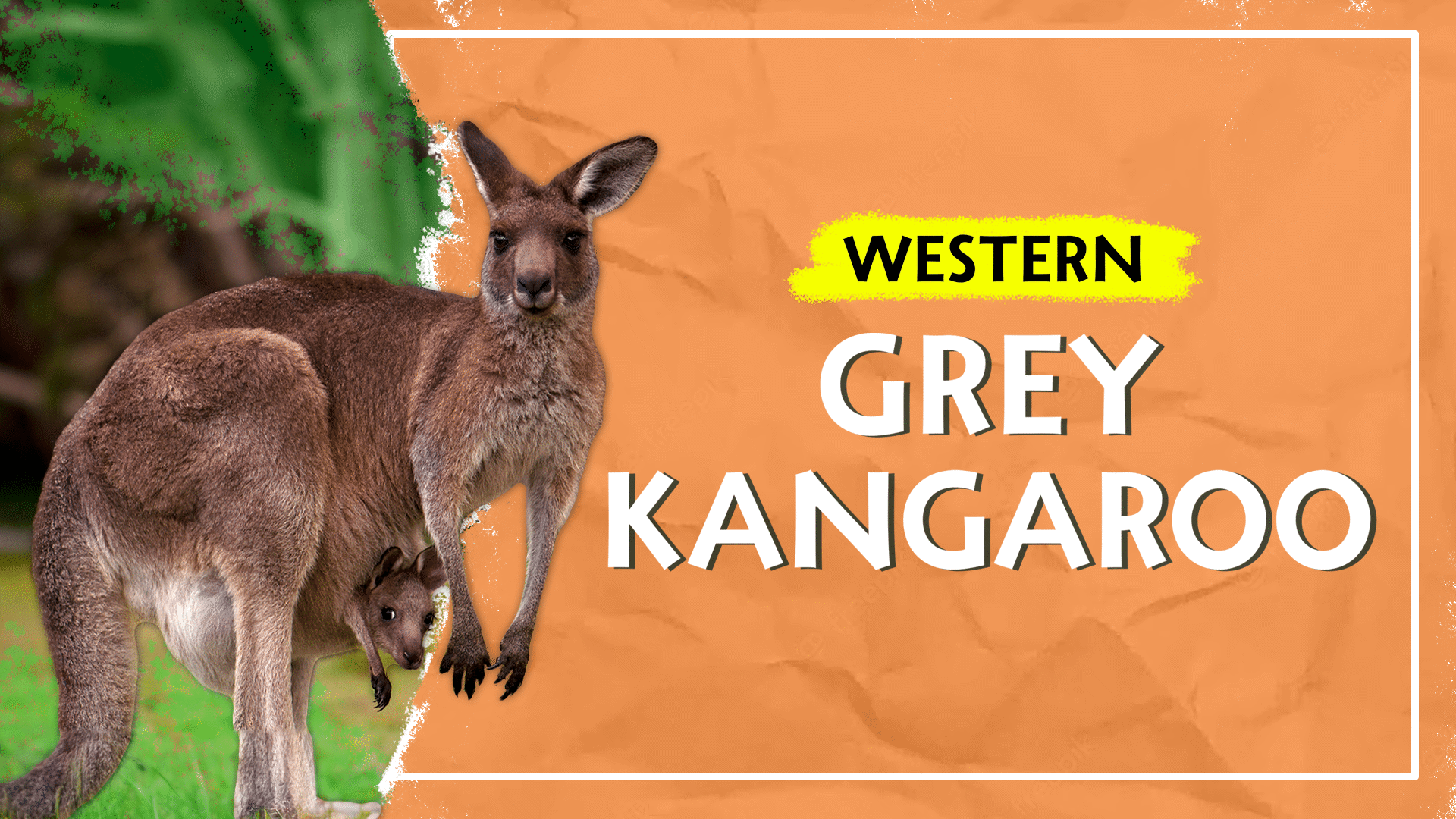 Western Grey Kangaroo - Australian Zoologist... - ClickView