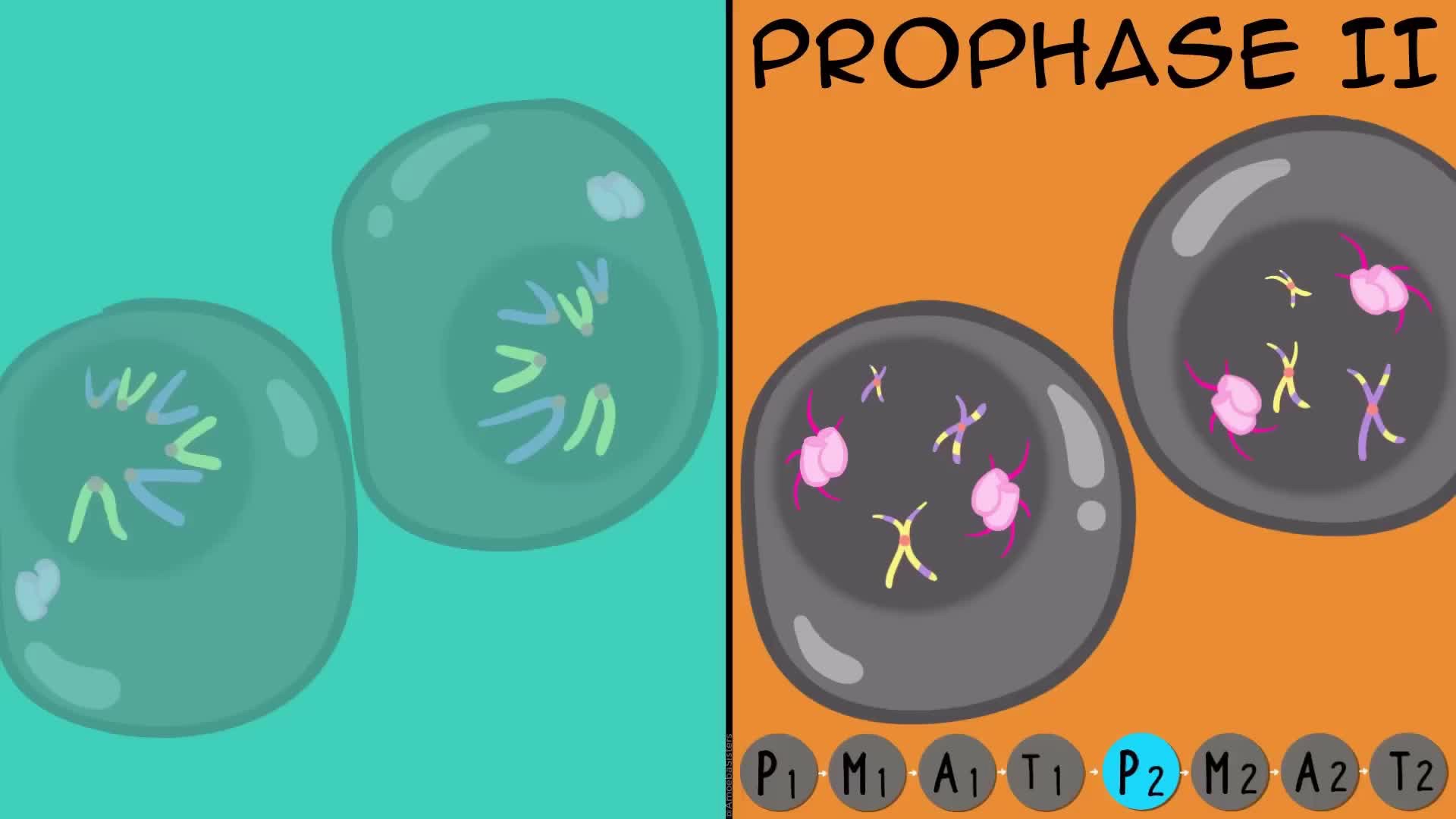 Mitosis Vs Meiosis Side By Side Comparison Clickview