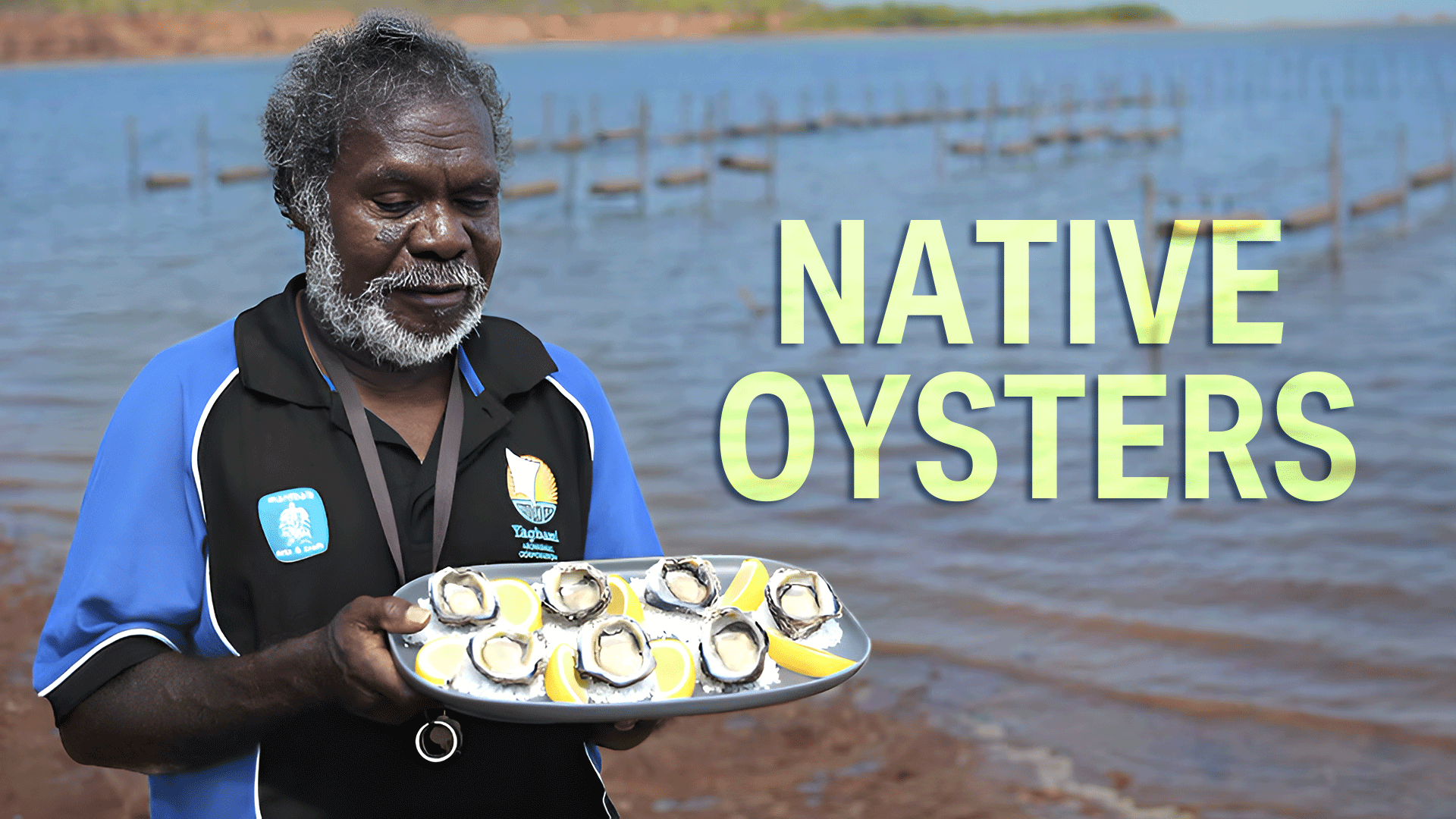 Native Oysters Video & Resources | ClickView