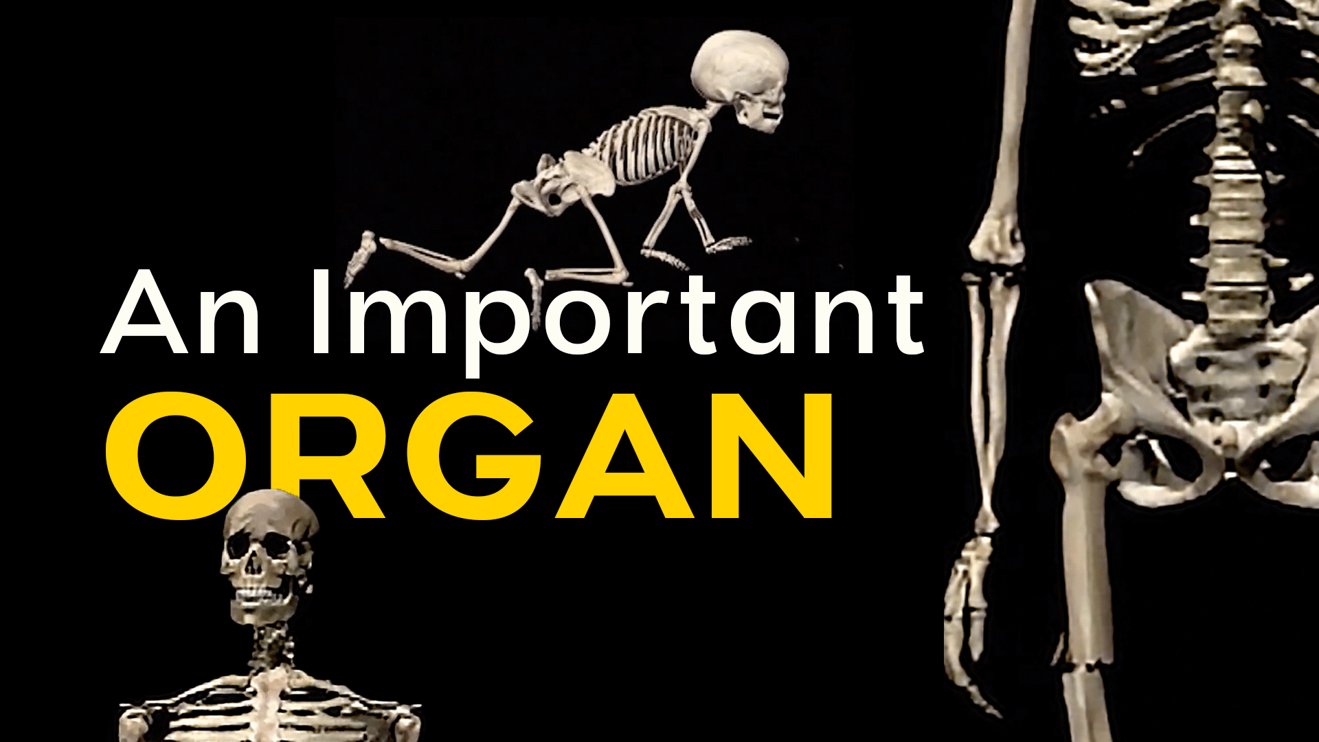 Function of the Skeleton Video & Resources | ClickView