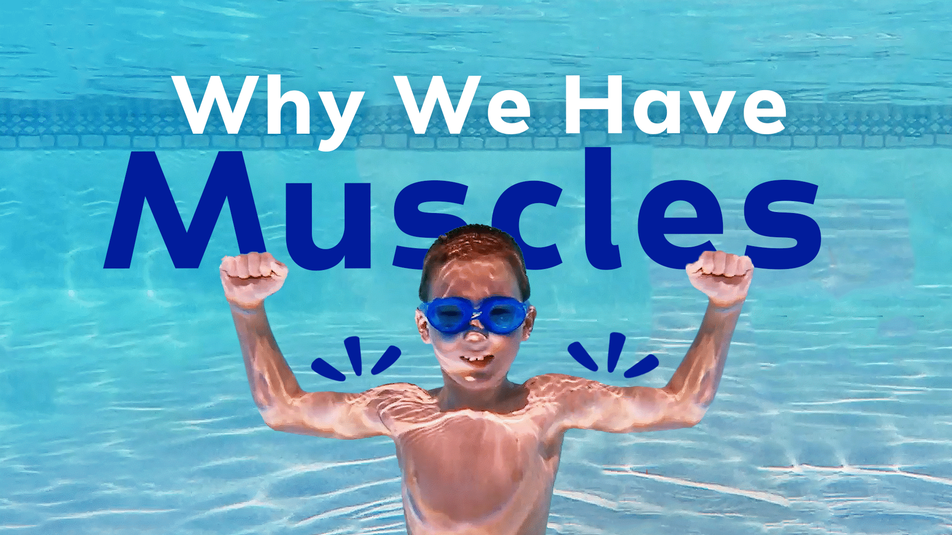 Muscles Video & Resources | ClickView
