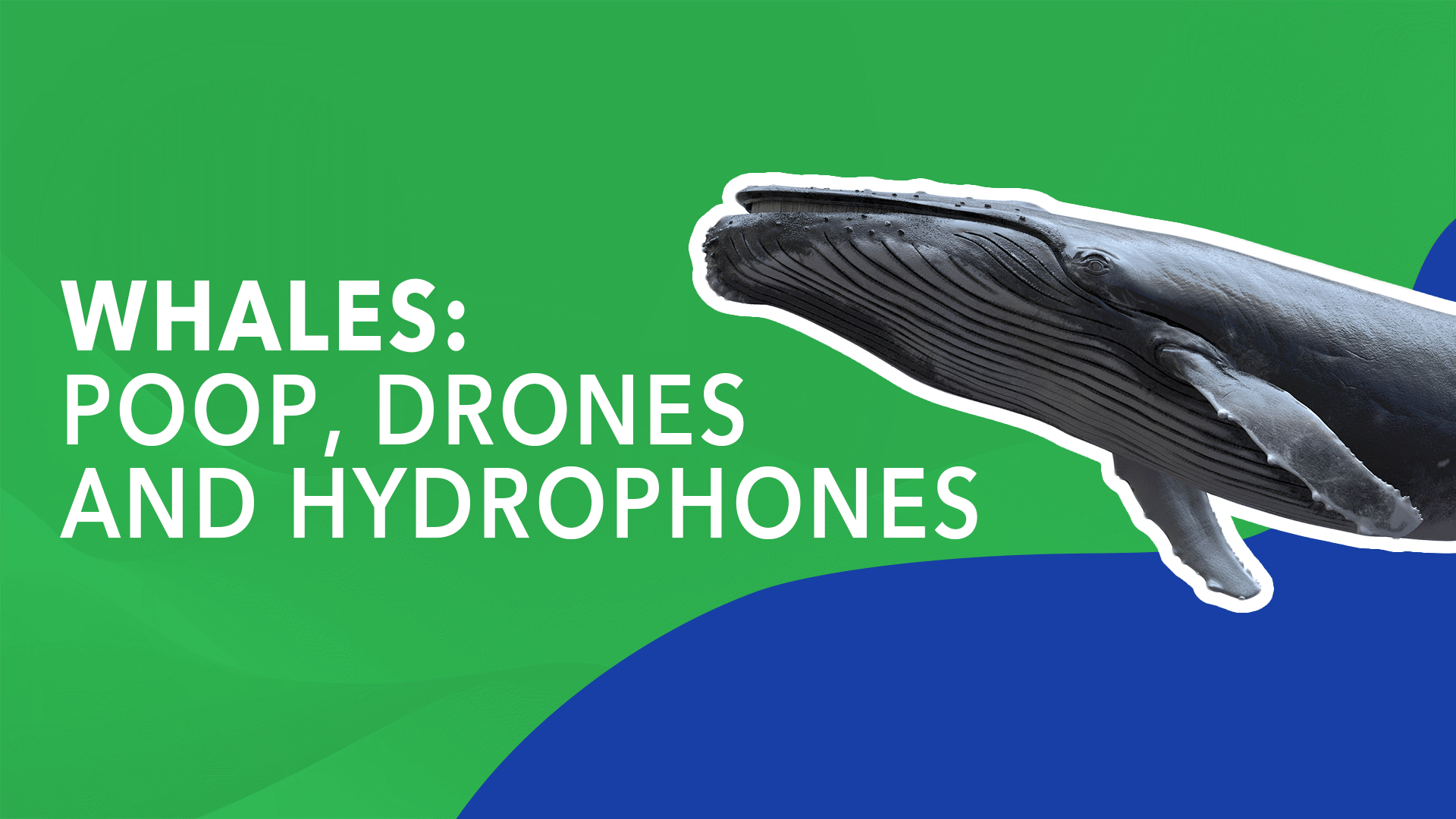 Ocean Wise presents Whales: Poop, Drones and Hydrophones | Streamable ...