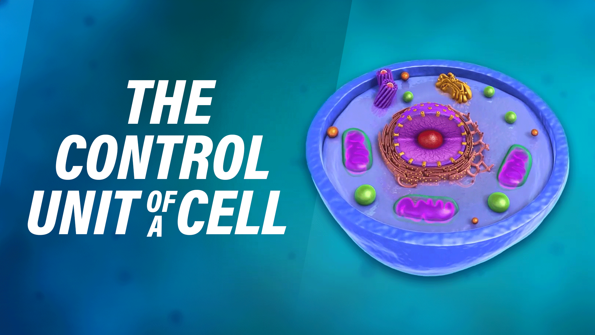 Structure and Function of Cells | ClickView