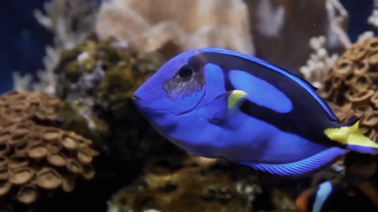 Ocean Giants Video & Resources | ClickView