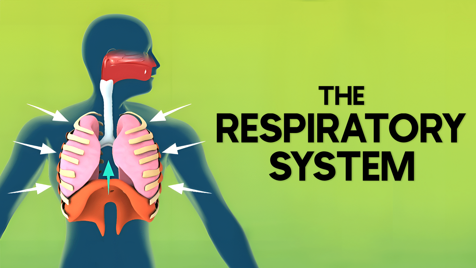 The Human Respiratory System | ClickView
