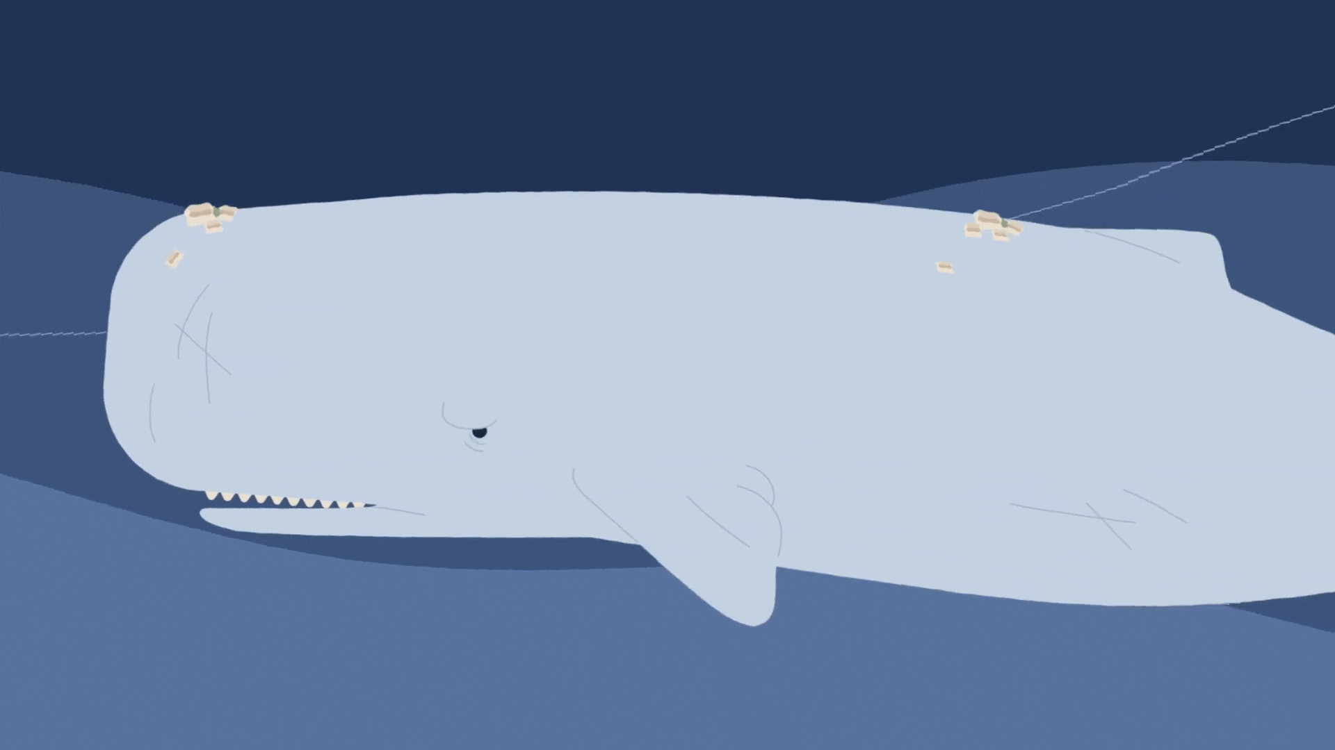 What Makes Moby Dick a Classic? Video & Resources | ClickView